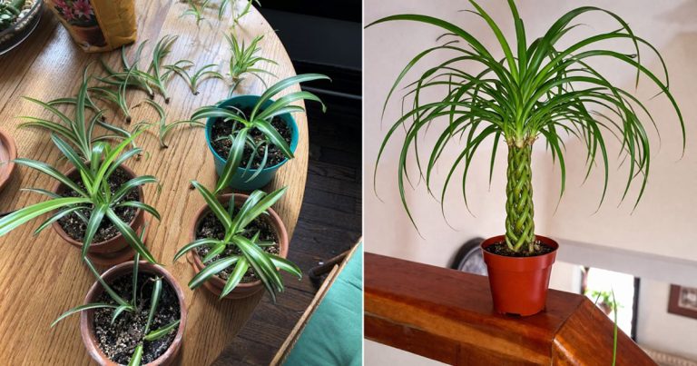 How to Grow the Tallest Jade Plant and Make It Reach New Heights ...