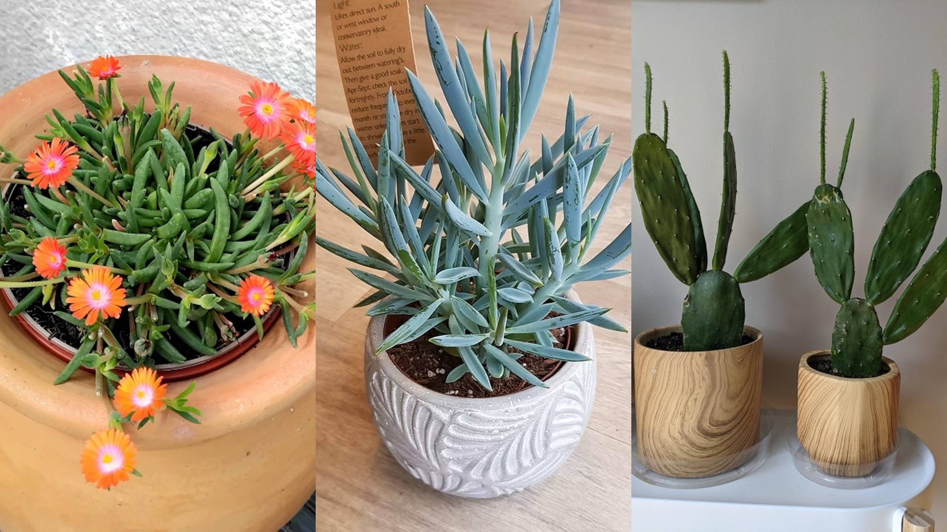 15 Stunning Perennial Succulents That Stay Beautiful Year After Year ...