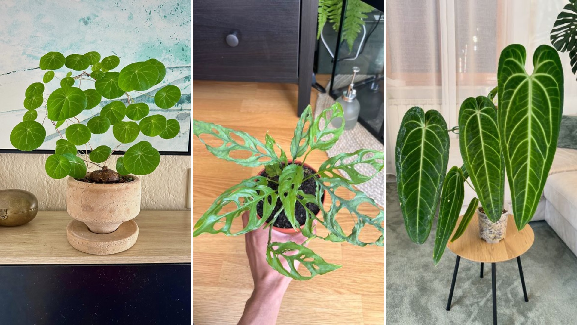 7 Rare Houseplants Trending in 2026 That Collectors Can't Stop Buying ...