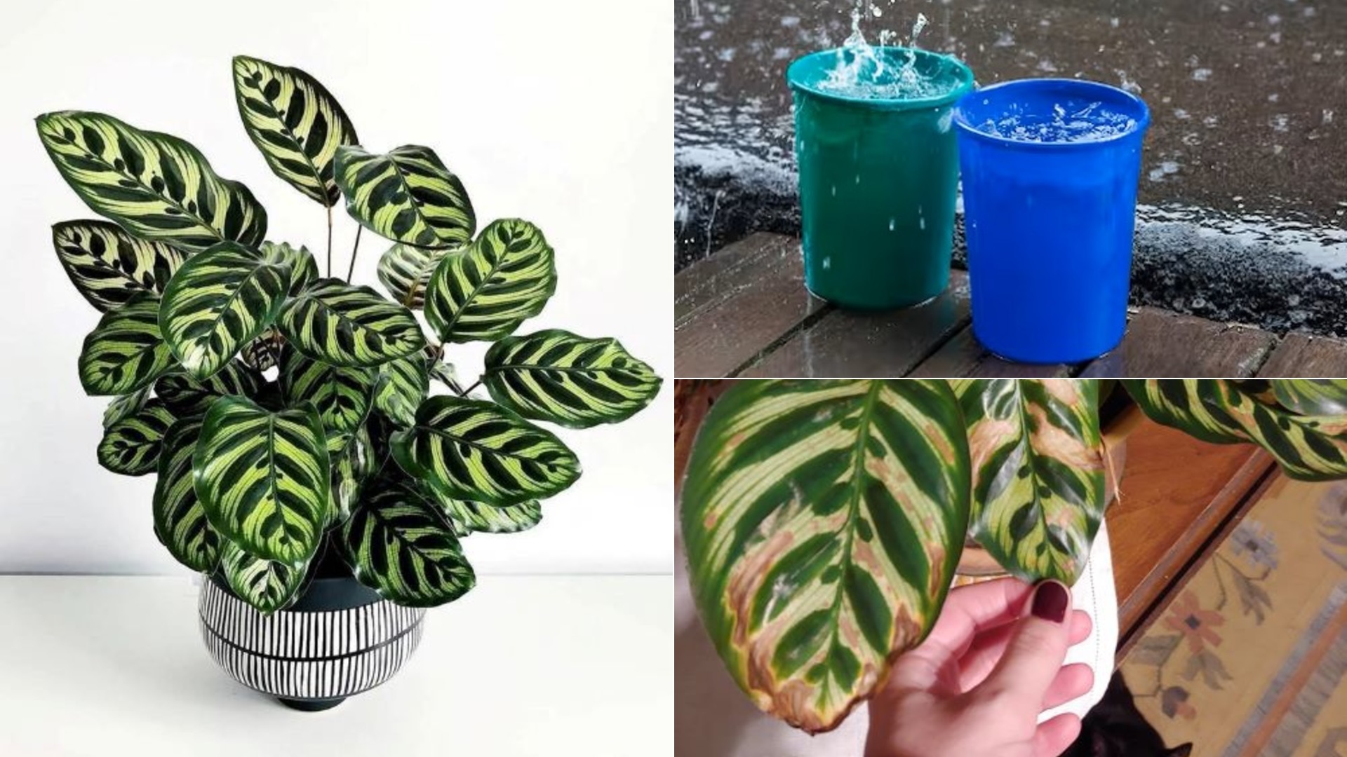 This One Rainwater Trick Helped My Calathea Bounce Back - Succulent ...